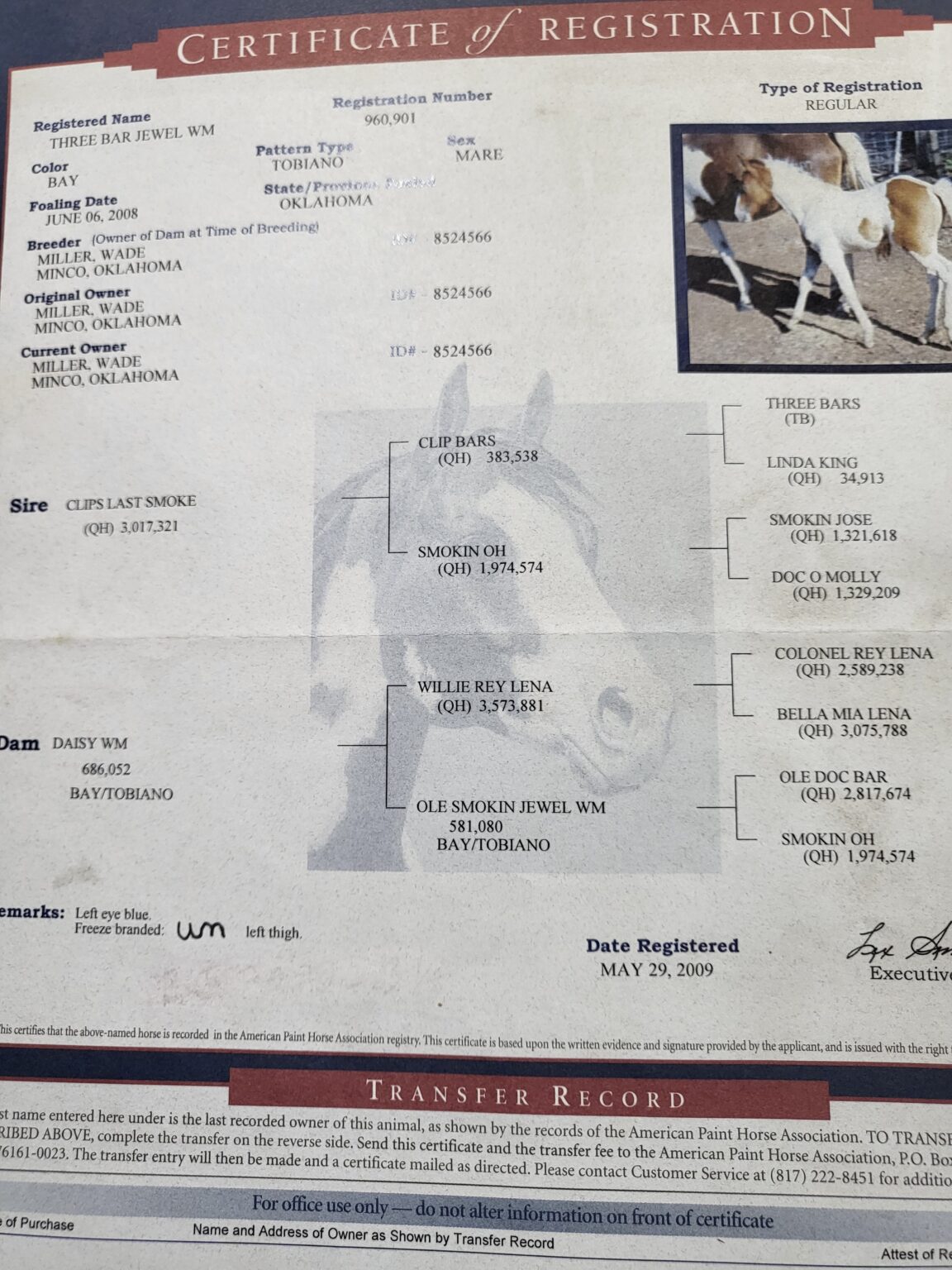 Broodmares – Quarter Horses