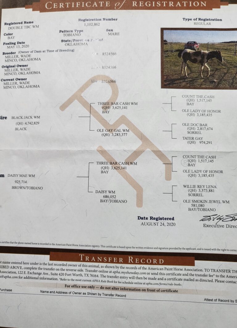 Broodmares – Quarter Horses