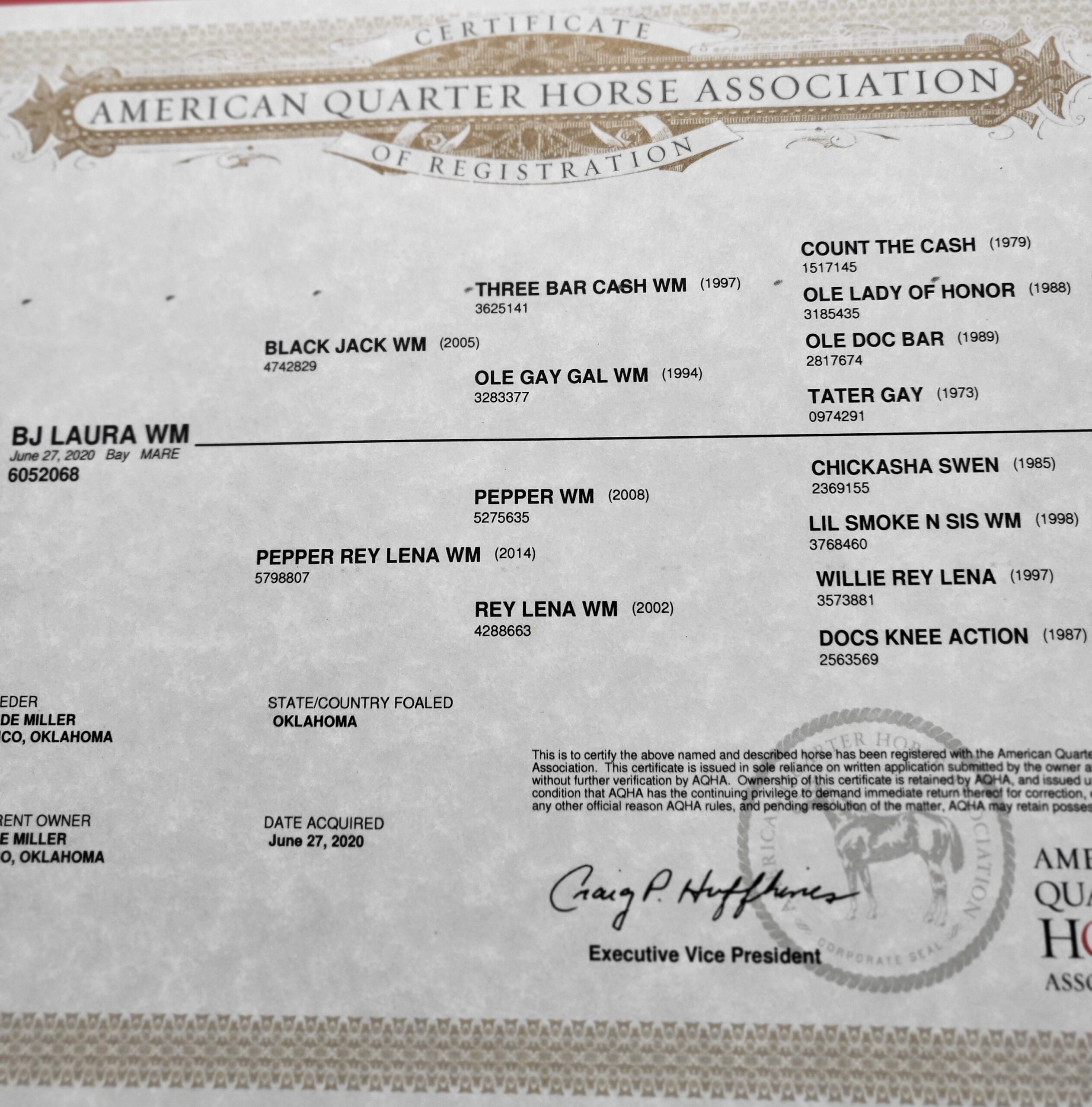 Brood Mares – Quarter Horses